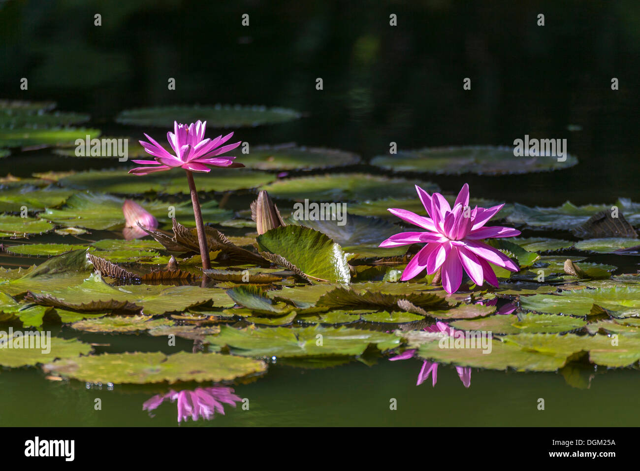 Water lilies (Nymphaea) on a lily pond, Botanical Garden of Deshaies ...