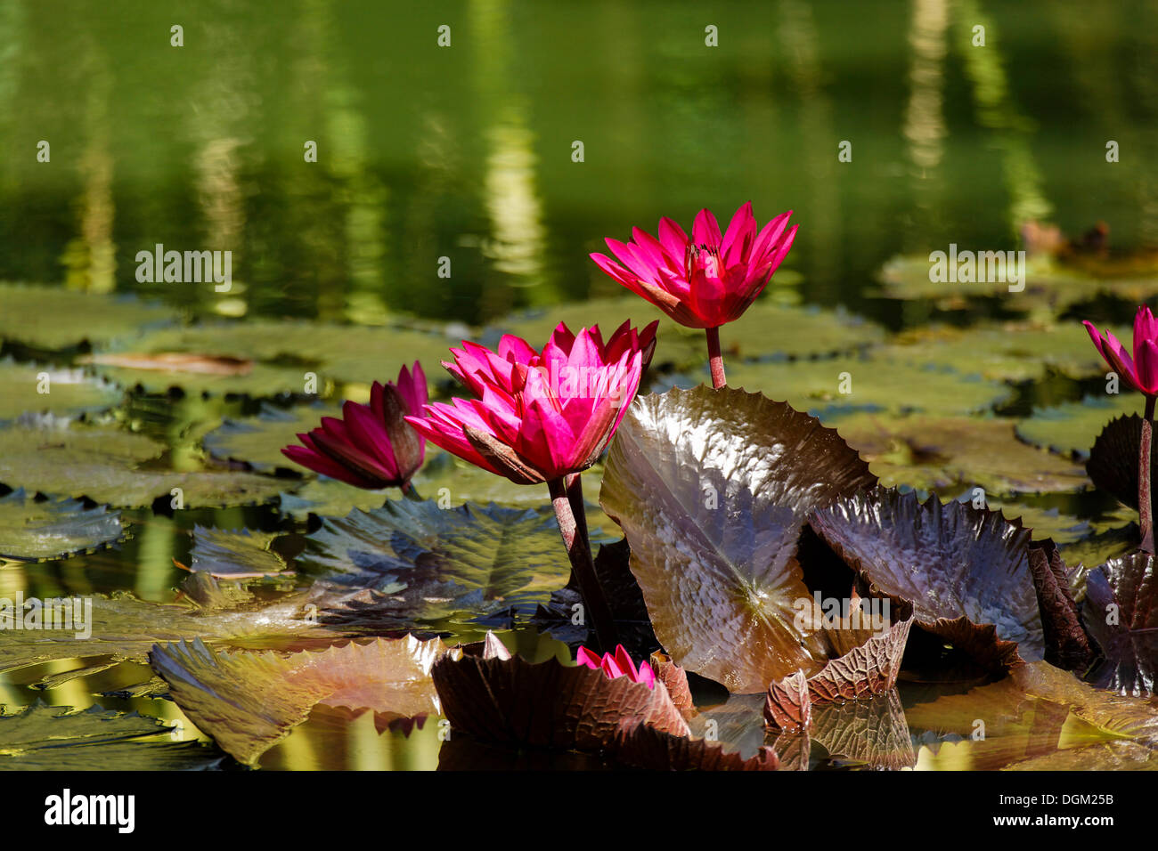 Water lilies (Nymphaea) on a lily pond, Botanical Garden of Deshaies ...