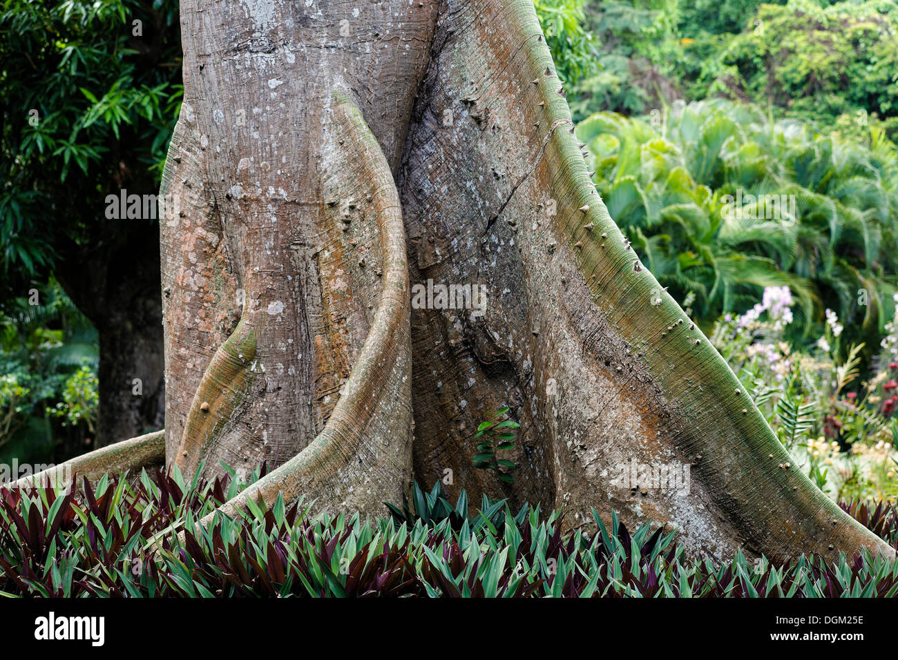 Buttress root tree, Acomat Boucan (Sloanea caribaea), Guadeloupe ...