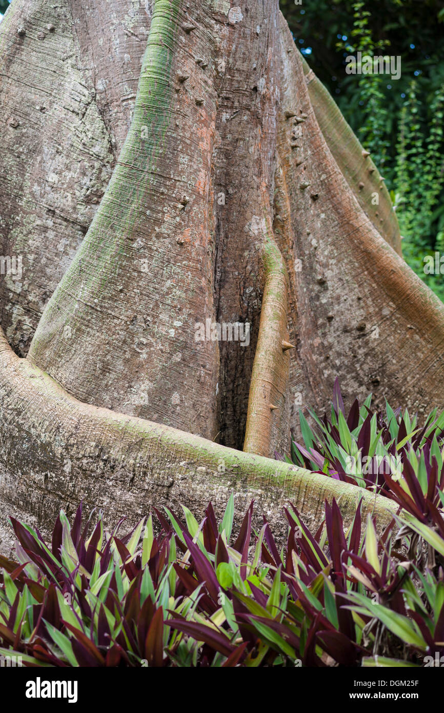Buttress root tree, Acomat Boucan (Sloanea caribaea), Guadeloupe ...