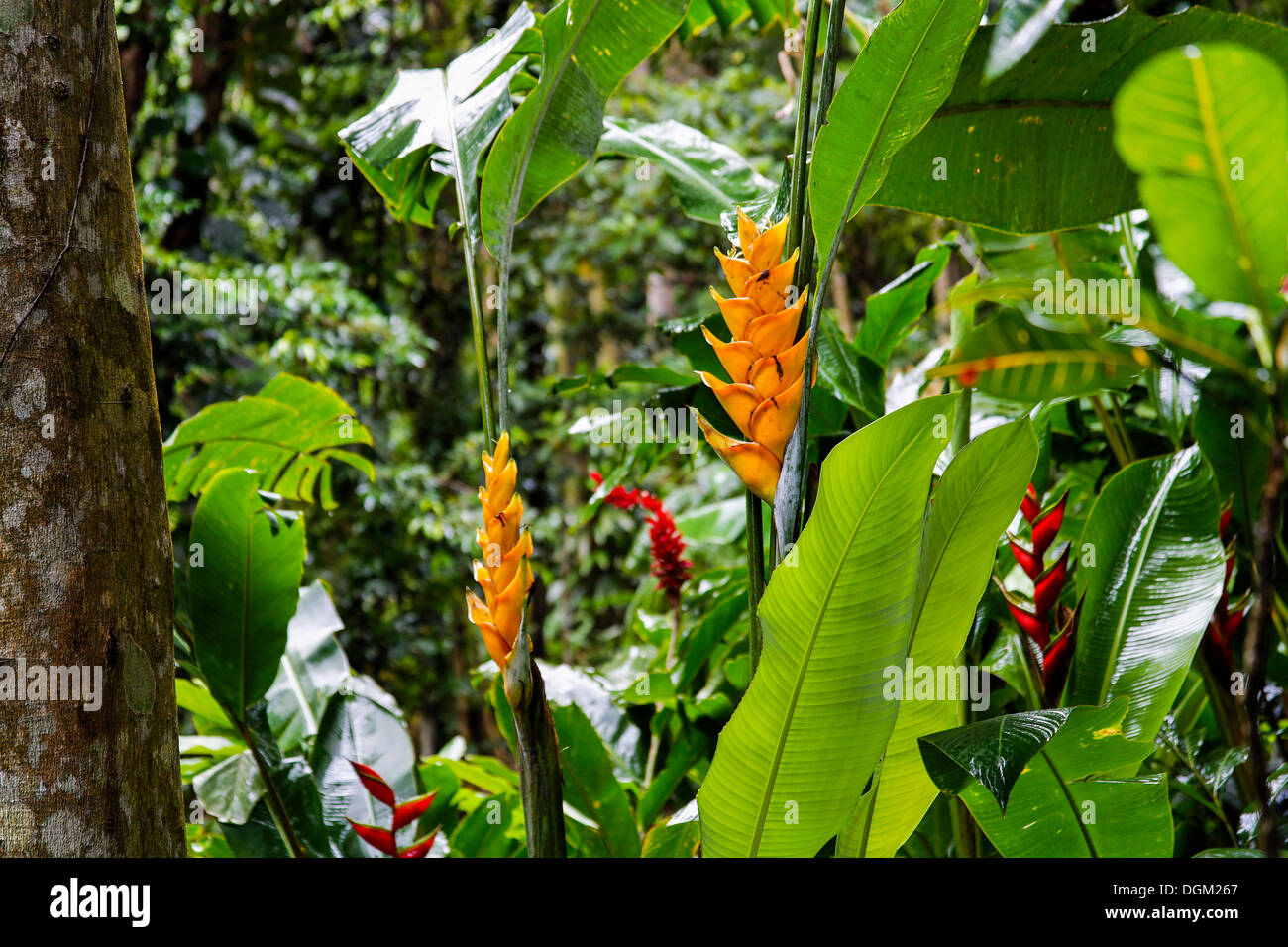 Rainforest impressions, lush green vegetation, Nationalpark Guadeloupe ...