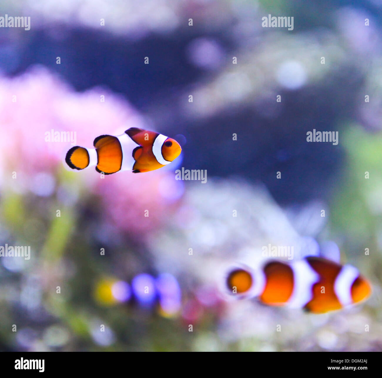 Marine fish hi-res stock photography and images - Alamy