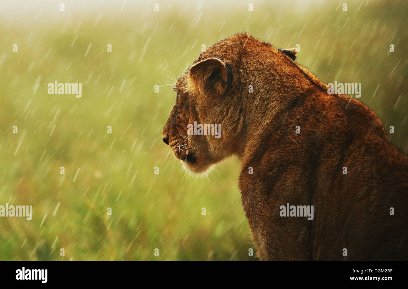 Lioness under rain in the wild, beautiful mammal animal, endangered ...