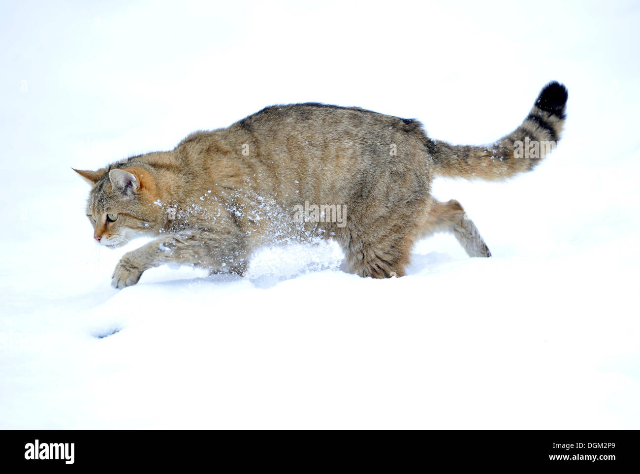 Big cats on the prowl hi-res stock photography and images - Alamy