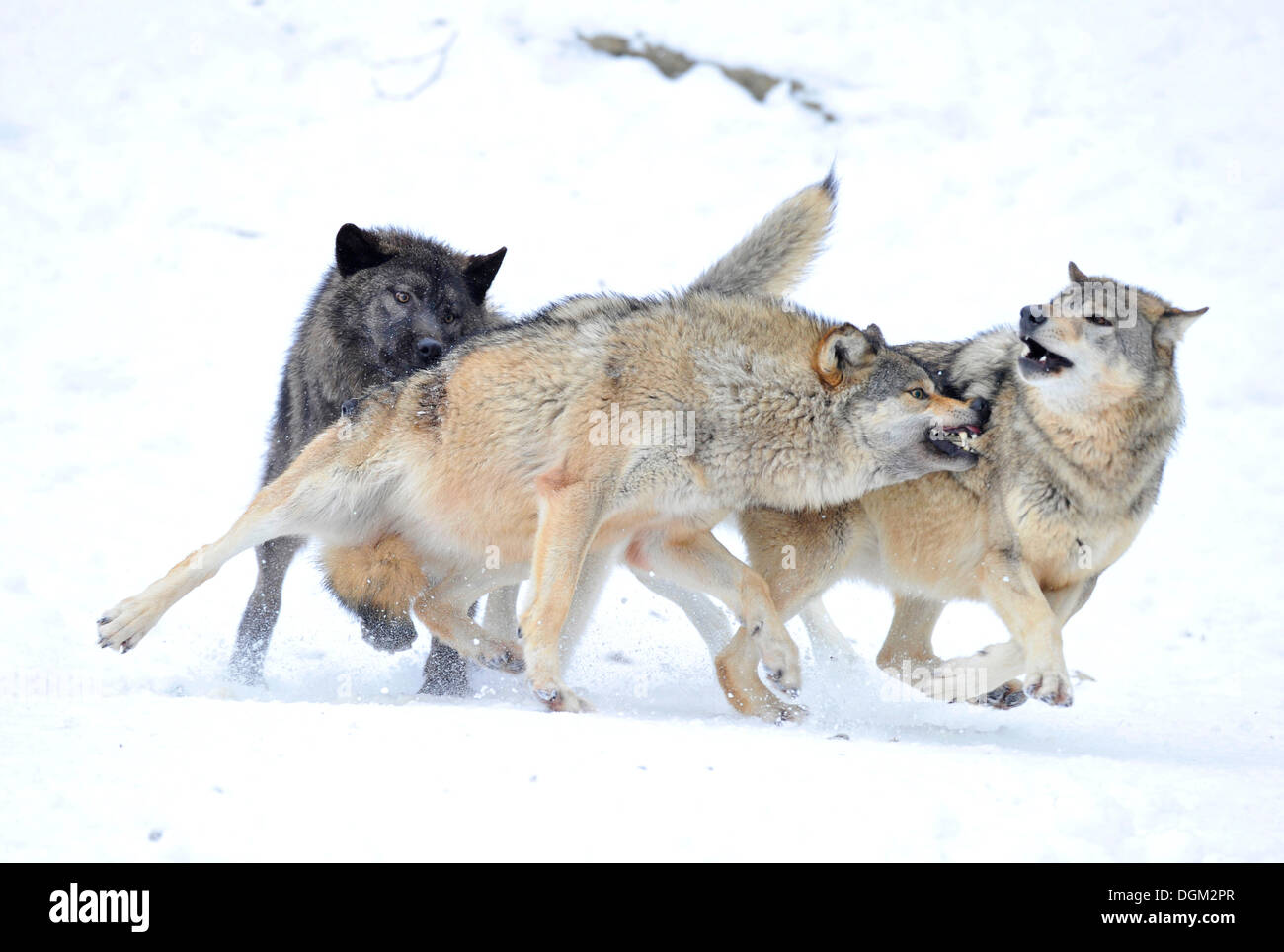 Wolves fighting about hierarchy, Mackenzie Wolf, Alaskan Tundra Wolf or ...