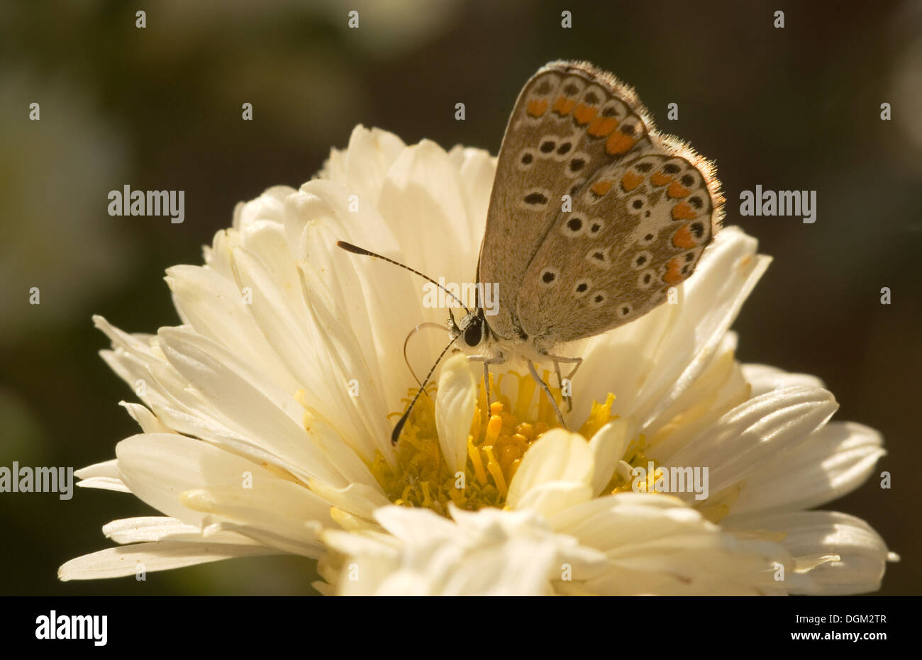 Adonis Blue butterfly autumn Stock Photo - Alamy