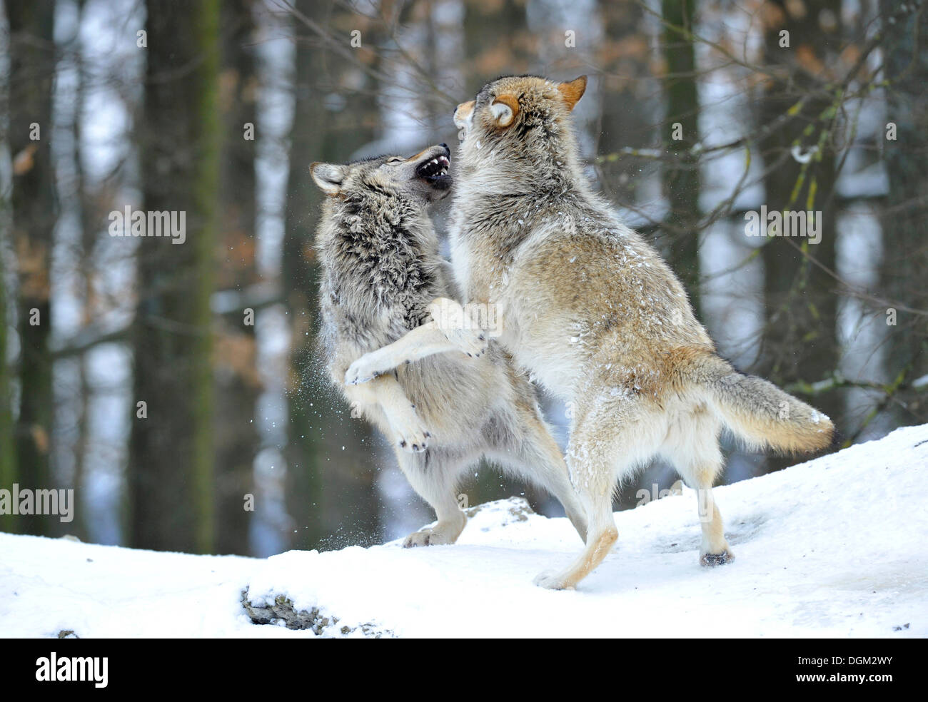 Mackenzie Wolf, Alaskan Tundra Wolf or Canadian Timber Wolf (Canis ...
