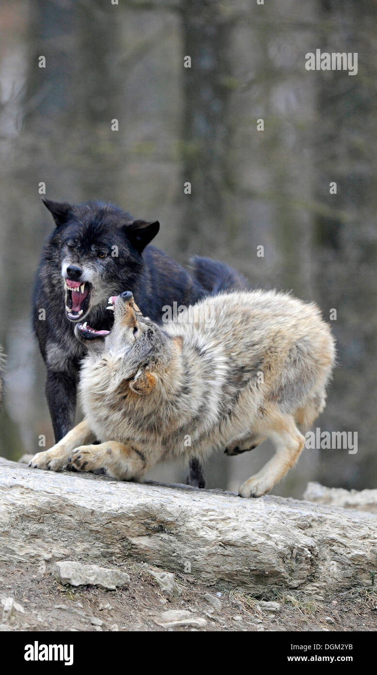 Rebuke of lower-ranking by higher-ranking wolf, fight, Mackenzie Wolf ...