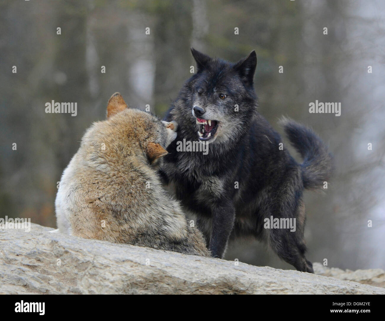 Rebuke of lower-ranking by higher-ranking wolf, fight, Mackenzie Wolf ...