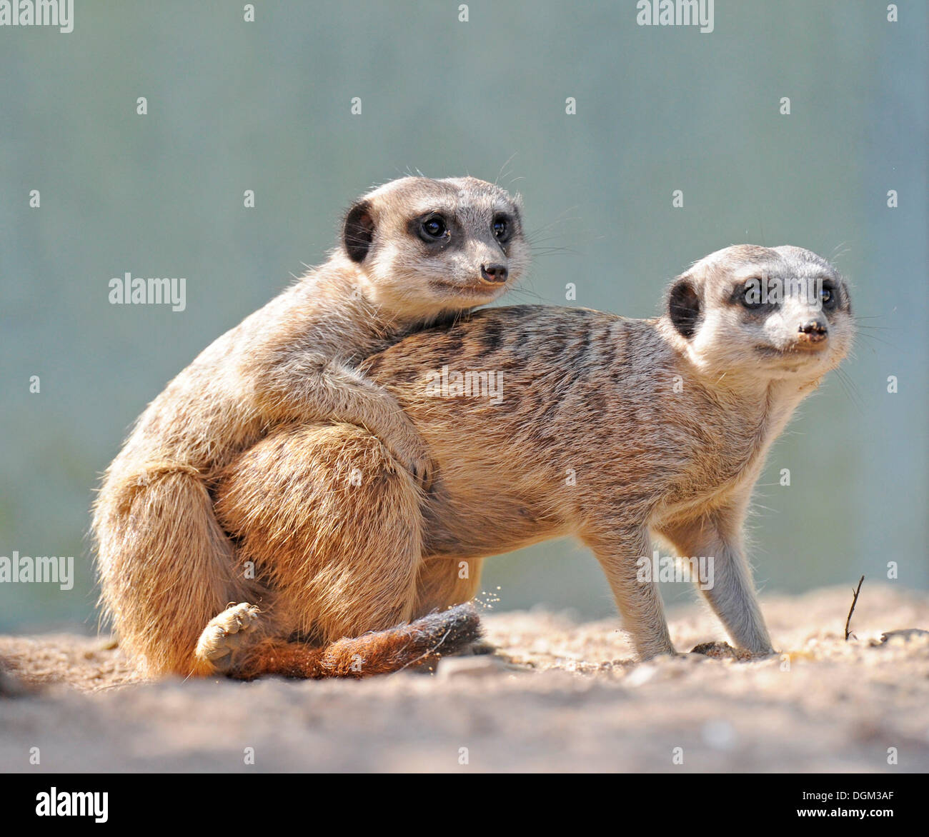 Life Of Pi Meerkats