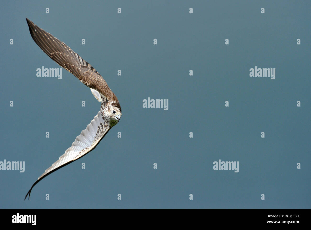 Gyrfalcon (Falco rusticolus) in flight, maneuvering before diving for ...