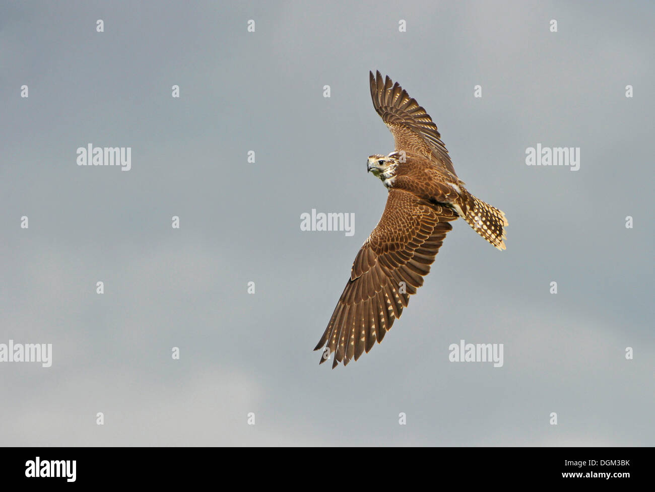 Gyrfalcon (Falco rusticolus) in flight Stock Photo - Alamy