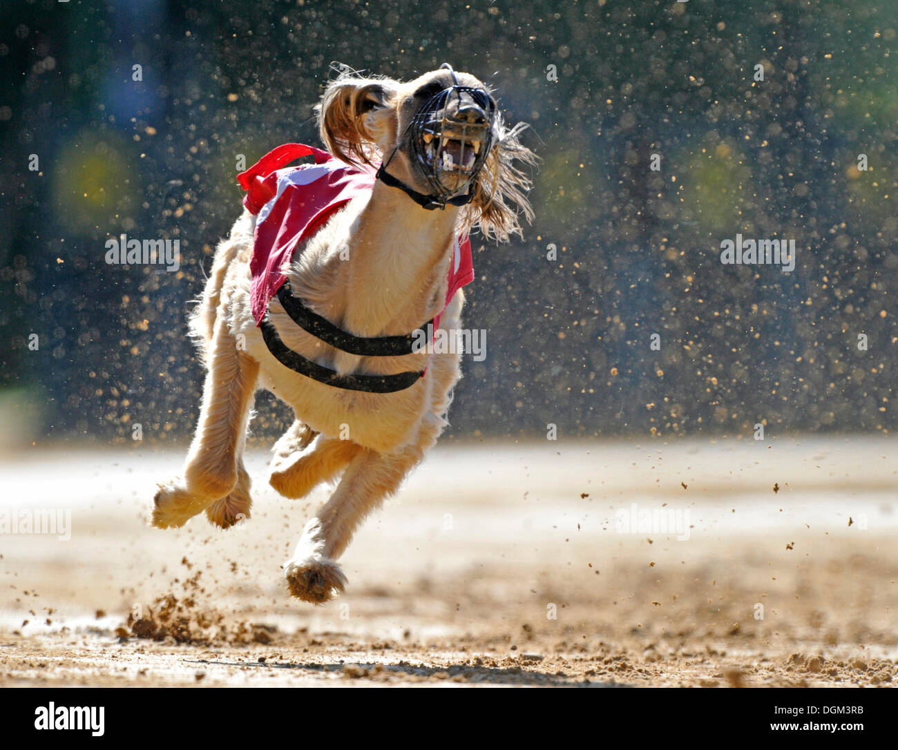 Who Invented Dog Racing