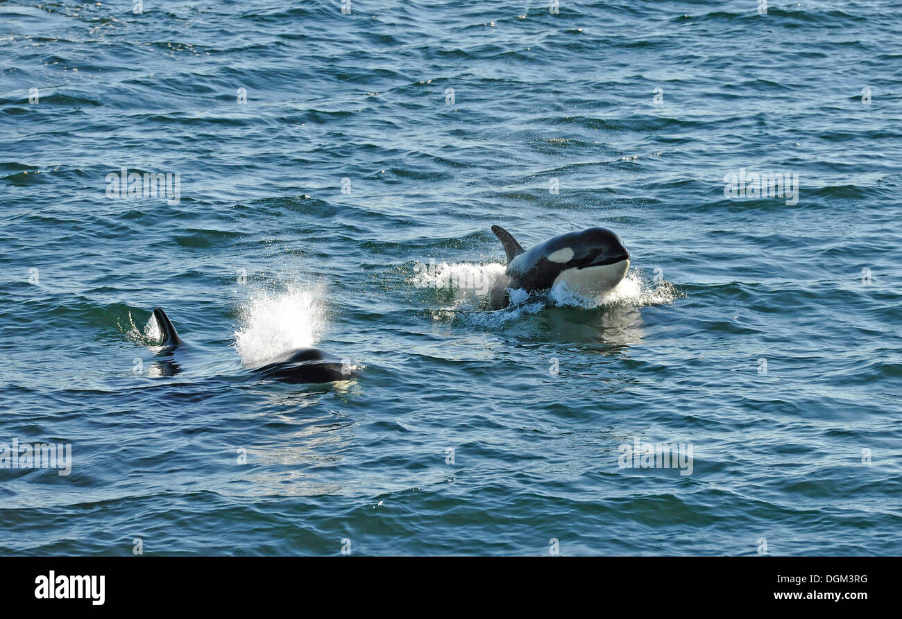 Killer whales hi-res stock photography and images - Alamy