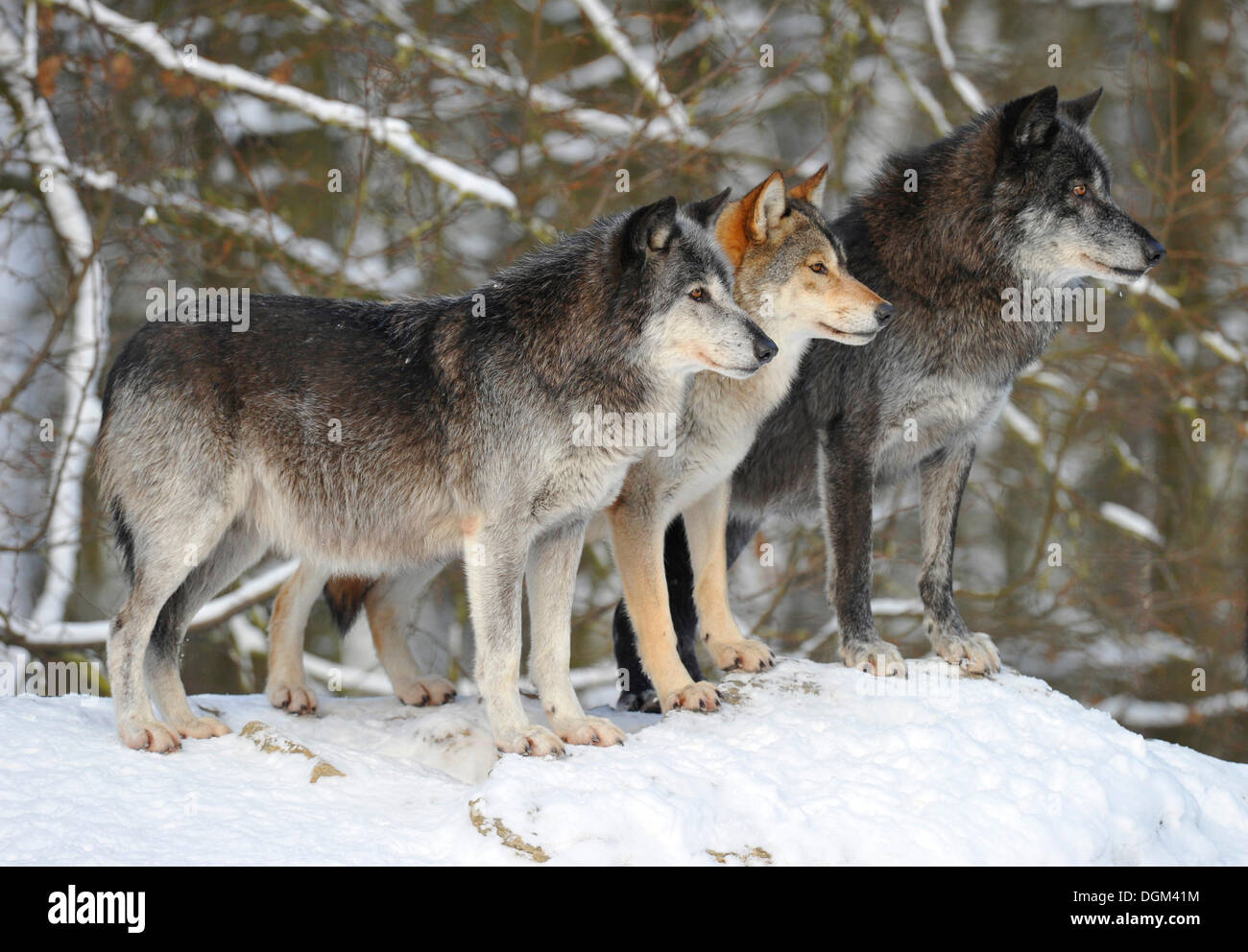 Mackenzie valley wolves, Canadian timber wolves (Canis lupus ...