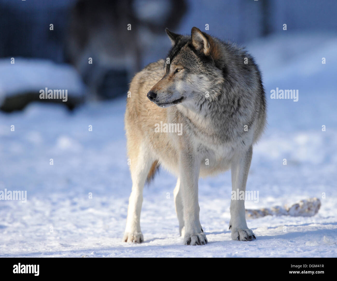 Mackenzie valley wolf, Canadian timber wolf (Canis lupus occidentalis ...