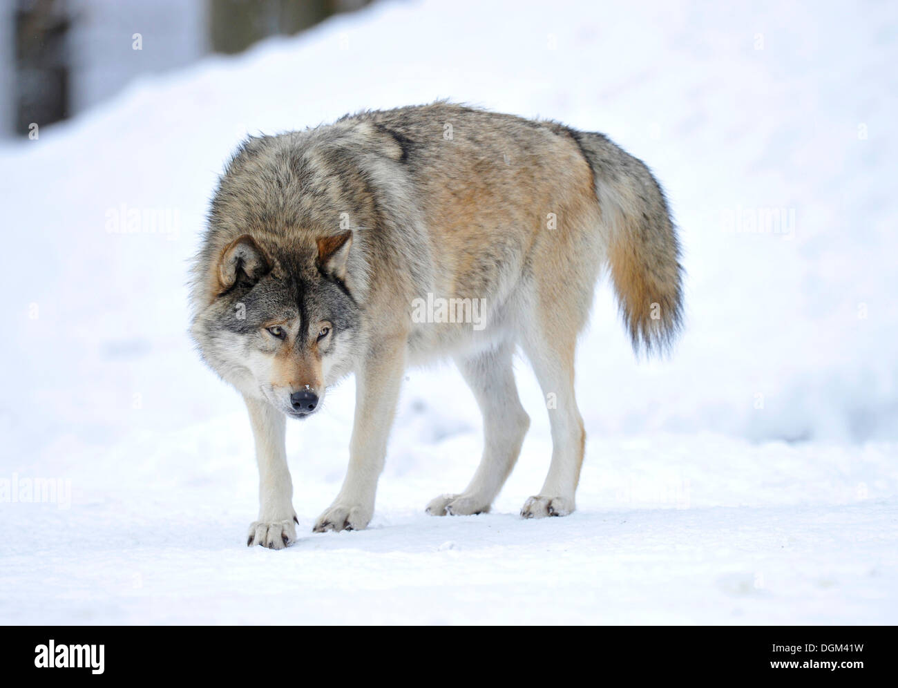 Mackenzie valley wolf hi-res stock photography and images - Alamy