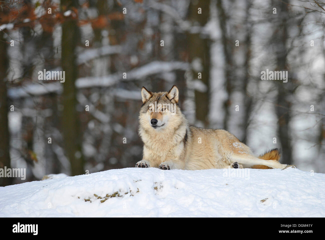 Mackenzie valley wolf, Canadian timber wolf (Canis lupus occidentalis ...