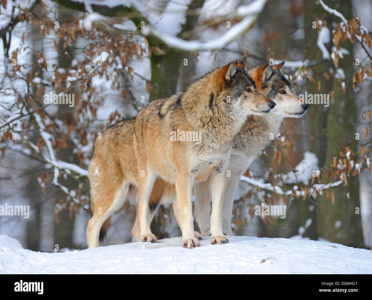 Mackenzie valley wolves hi-res stock photography and images - Alamy