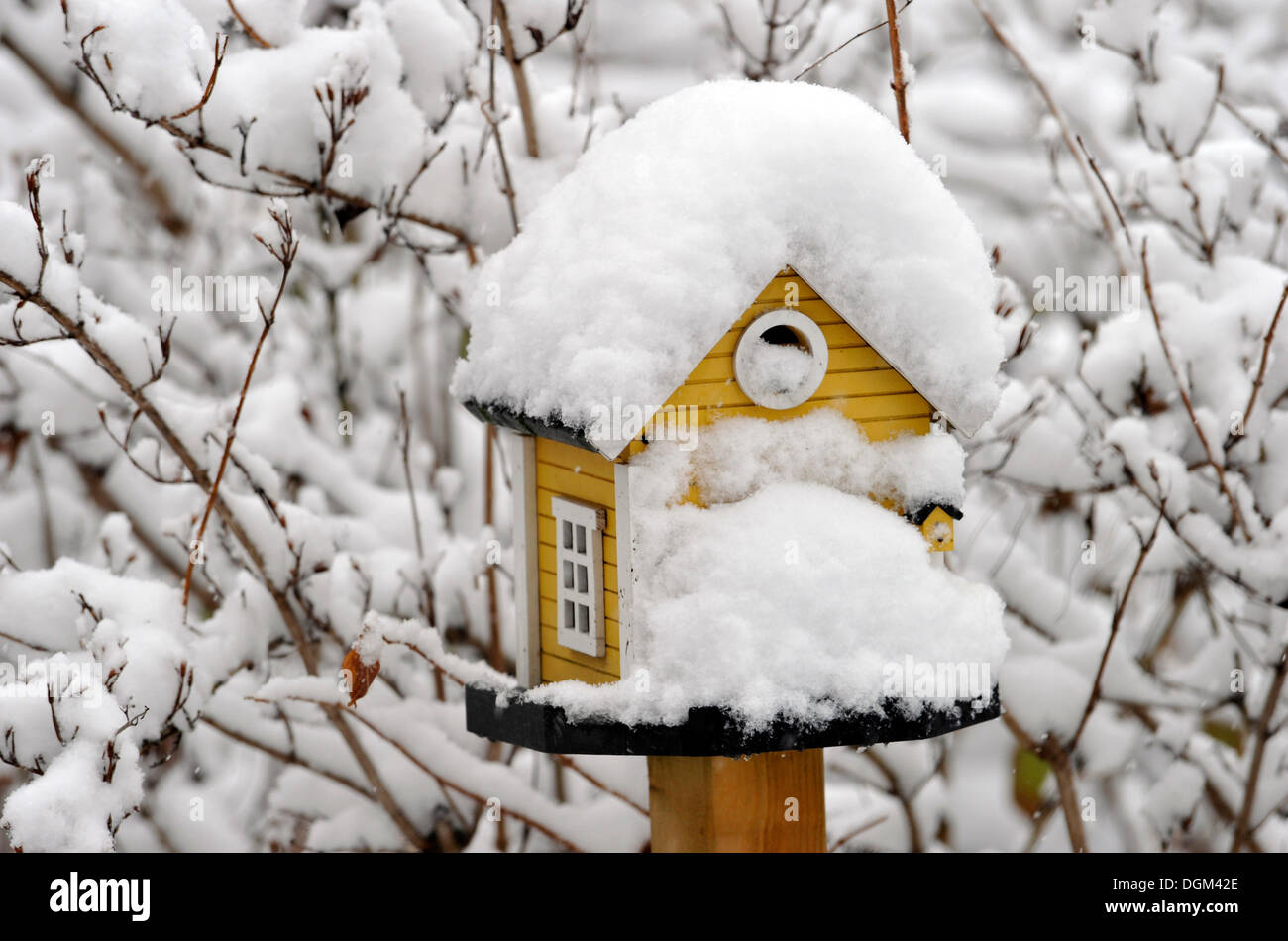 Snow covered bird hi-res stock photography and images - Alamy