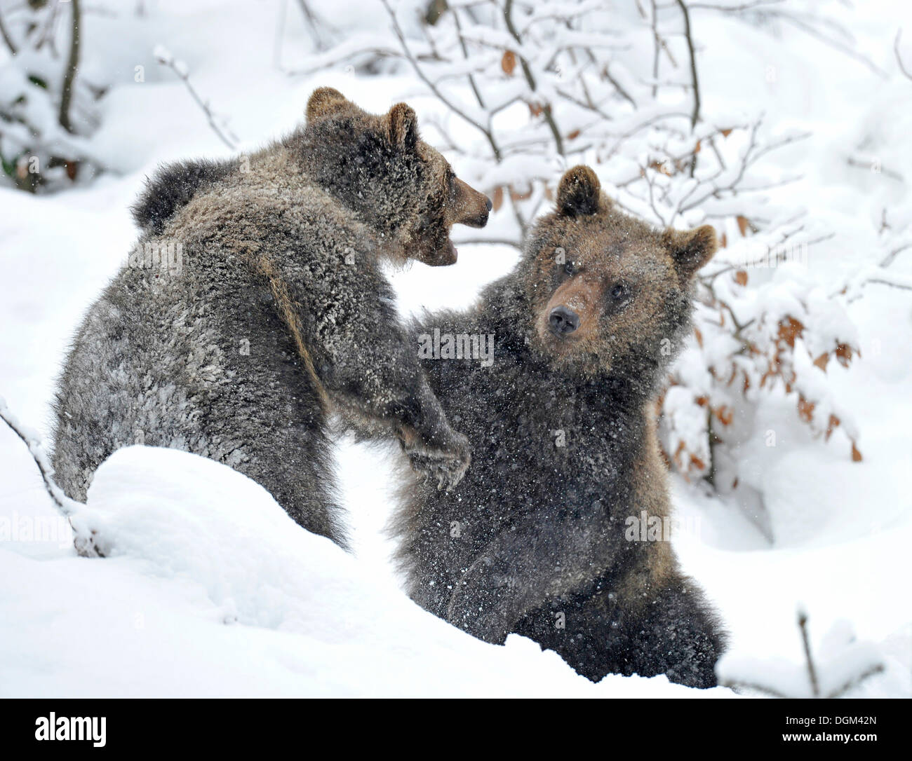 Struggling animals hi-res stock photography and images - Alamy