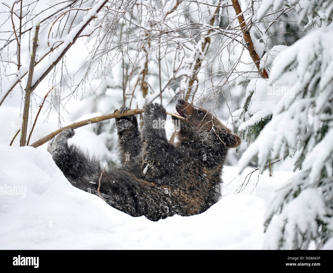 Brown bear playing hi-res stock photography and images - Alamy