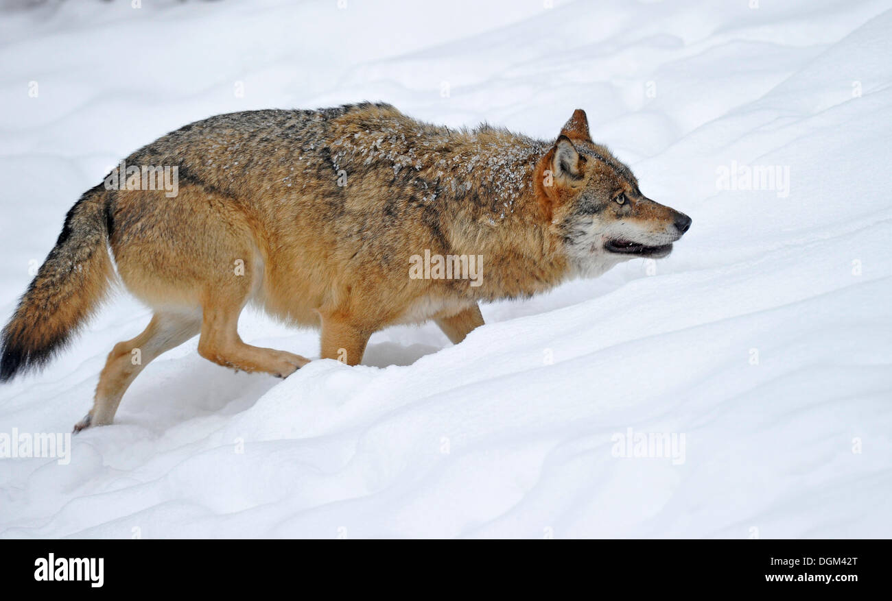 Mackenzie valley wolf, Canadian timber wolf (Canis lupus occidentalis ...