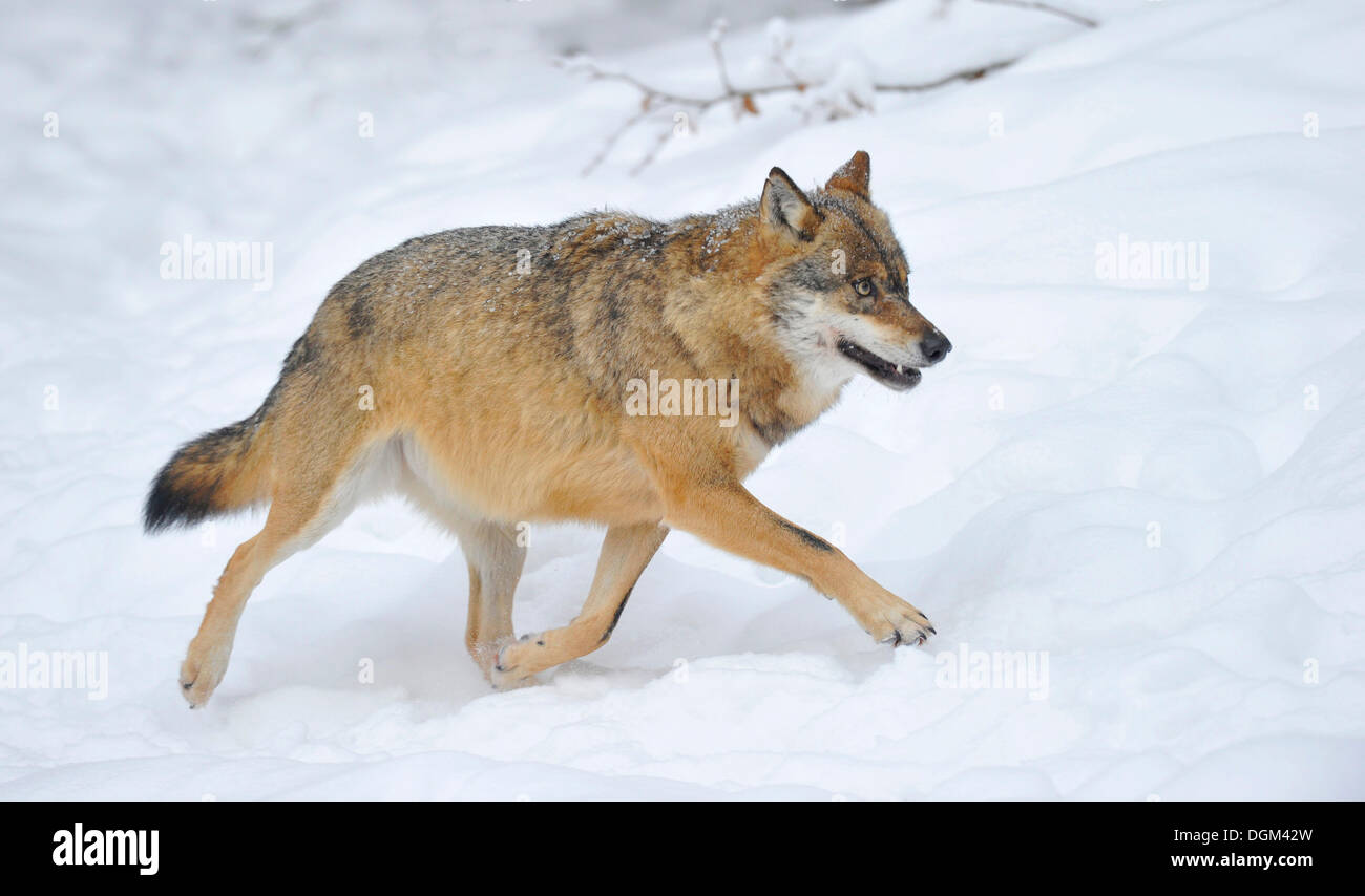 Mackenzie valley wolf, Canadian timber wolf (Canis lupus occidentalis ...