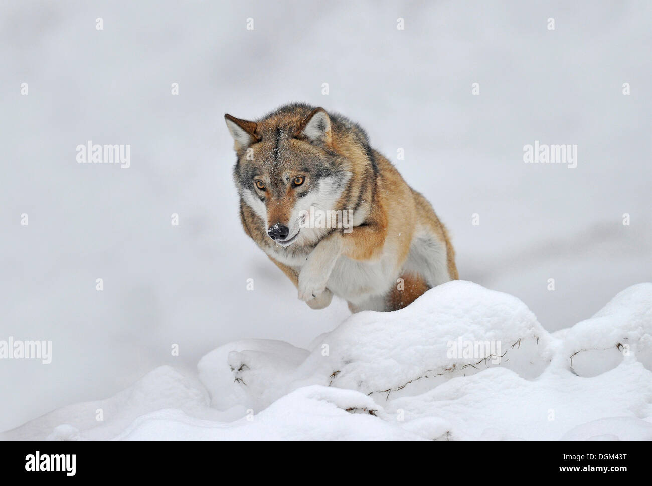 Jumping wolf hi-res stock photography and images - Alamy