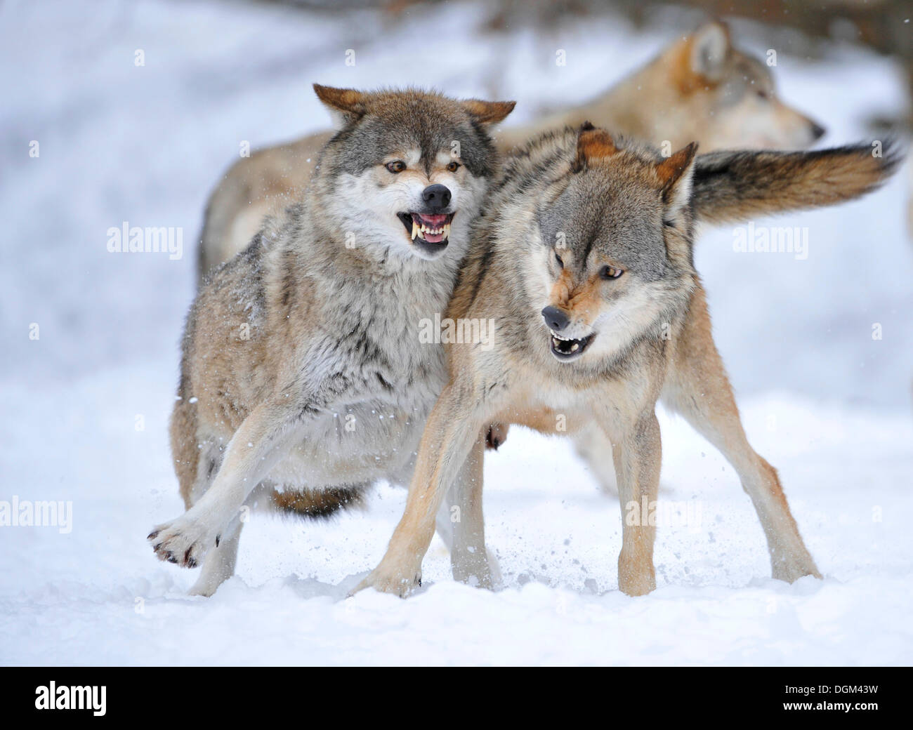 Mackenzie Valley Wolves, Canadian Timber Wolves (Canis lupus ...