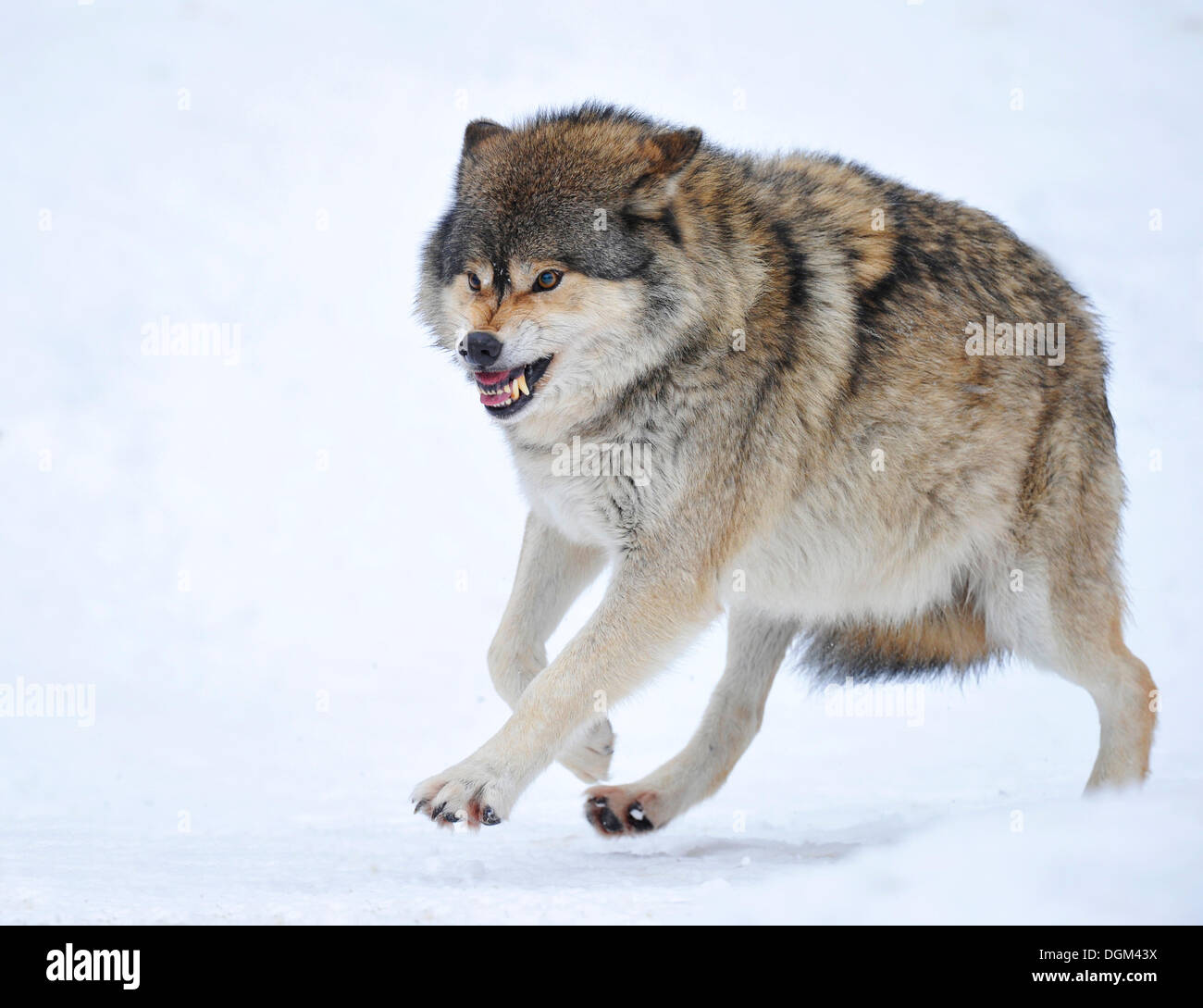 Mackenzie Wolf, Eastern wolf, Canadian wolf (Canis lupus occidentalis ...
