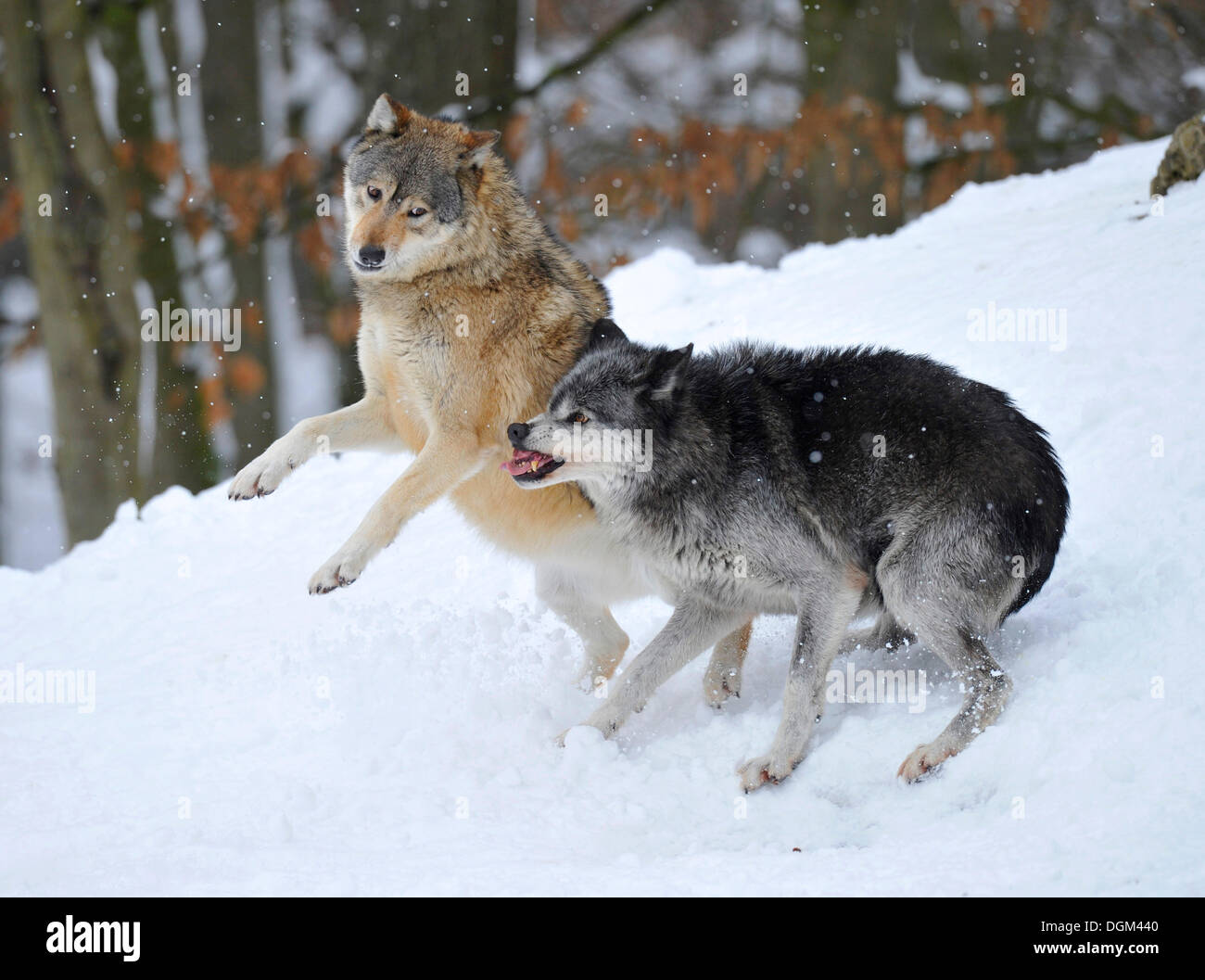 Mackenzie Valley Wolves, Canadian Timber Wolves (Canis lupus ...