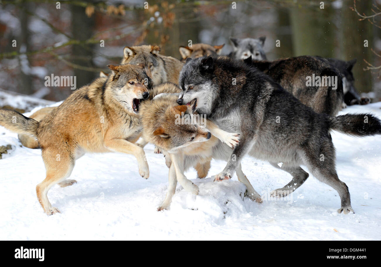 Mackenzie Valley Wolves, Canadian Timber Wolves (Canis lupus Stock ...