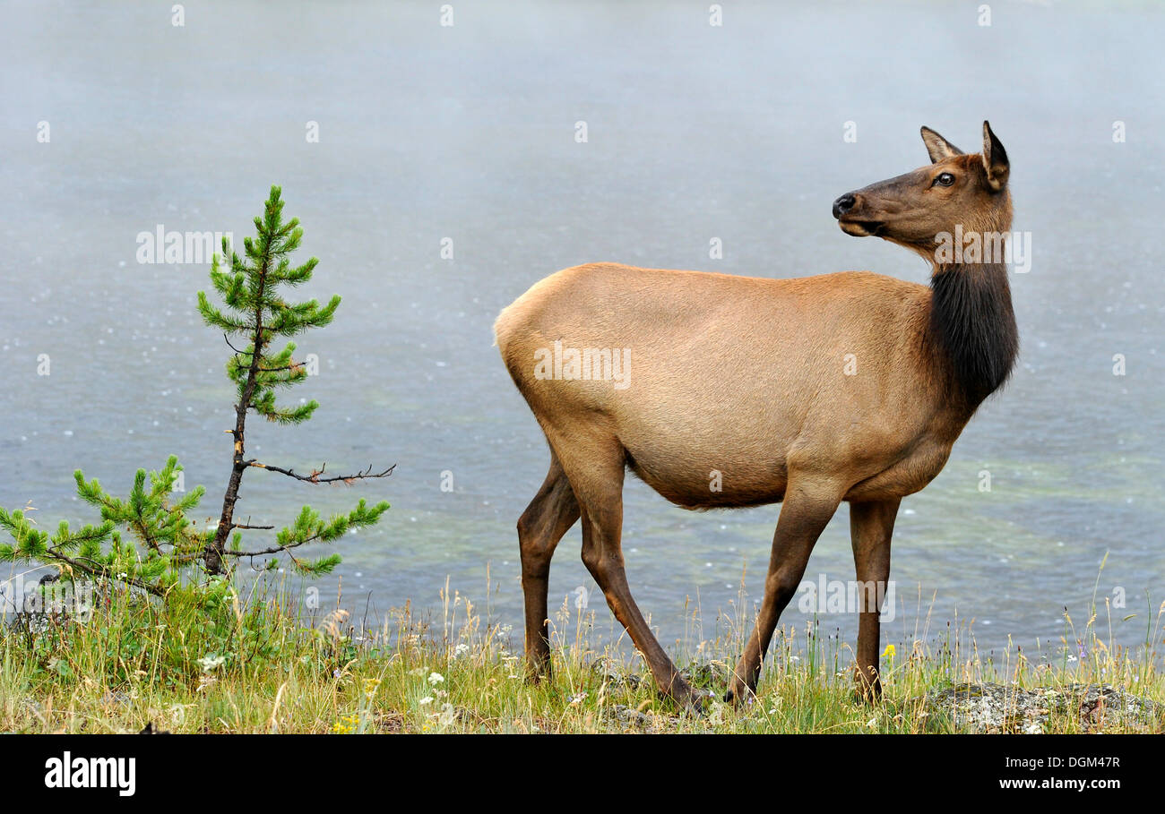 Yellowstone national park cow hi-res stock photography and images - Alamy