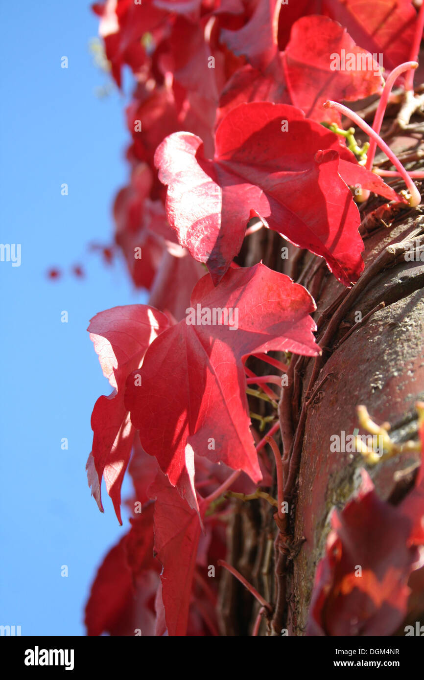 Red vine leaves Stock Photo - Alamy
