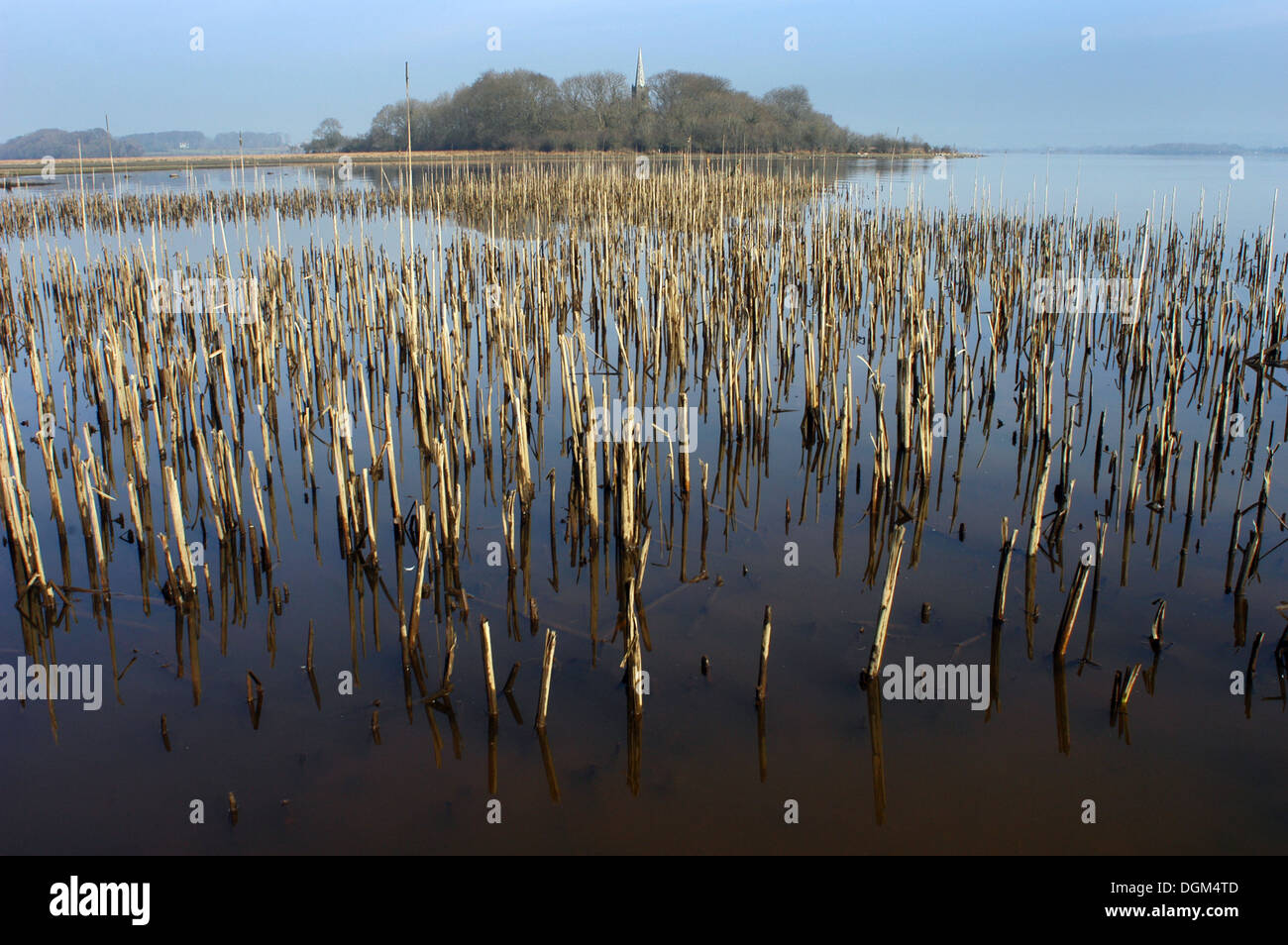Church Island, Lough Beg, Northern Ireland, UK Stock Photo - Alamy