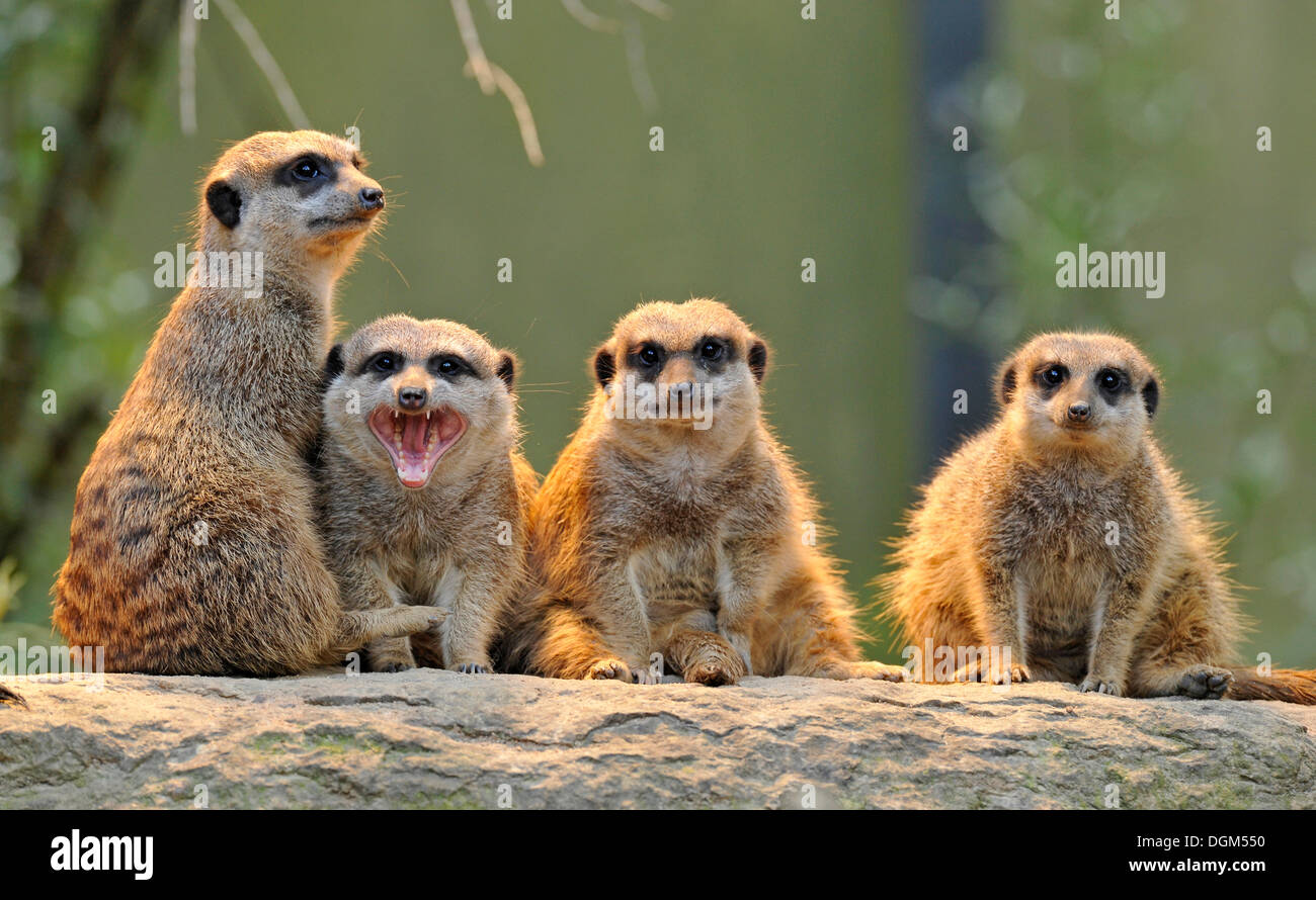 Group of meerkats hi-res stock photography and images - Alamy