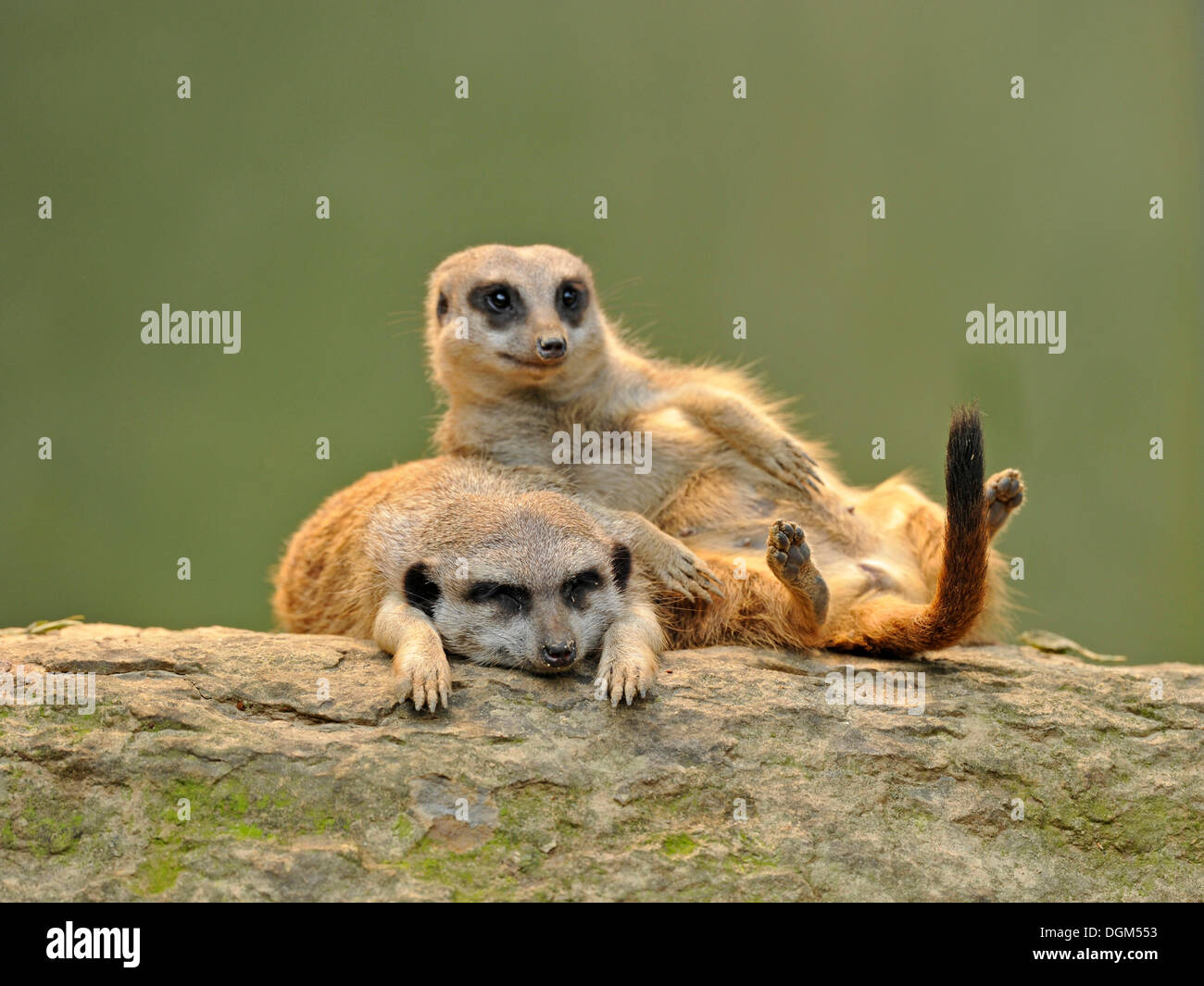 Funny wildlife photographs hi-res stock photography and images - Alamy