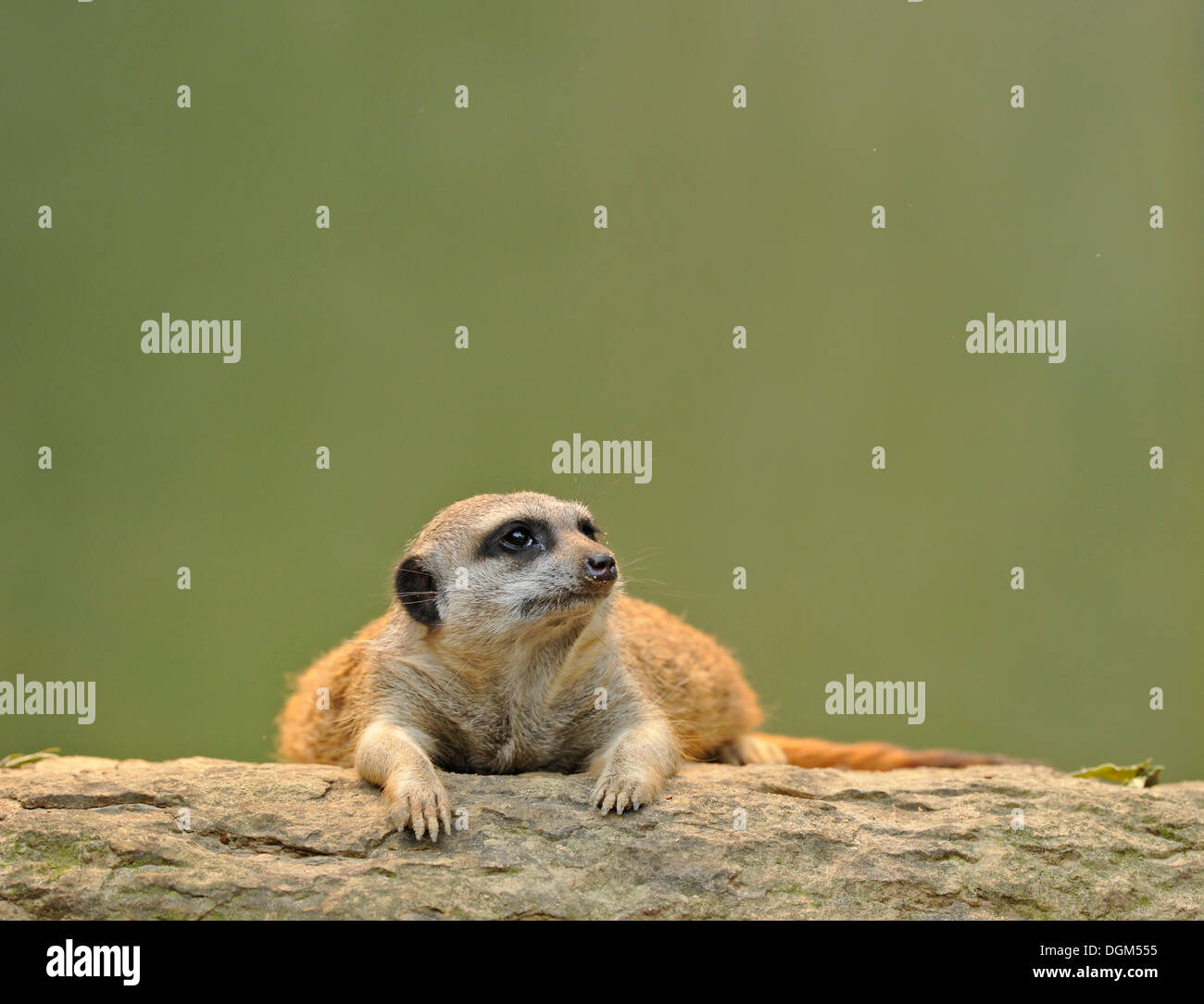 Relaxed meerkat hi-res stock photography and images - Alamy