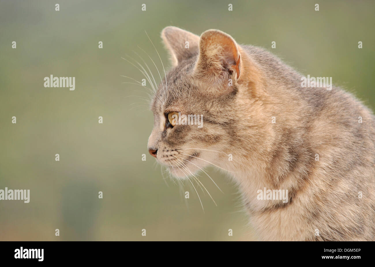 Tabby cat side view hi-res stock photography and images - Alamy