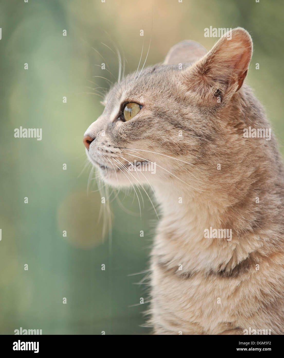 Tabby cat, Dolcedo, Riviera dei Fiori, Liguria, Italy, Europe Stock ...