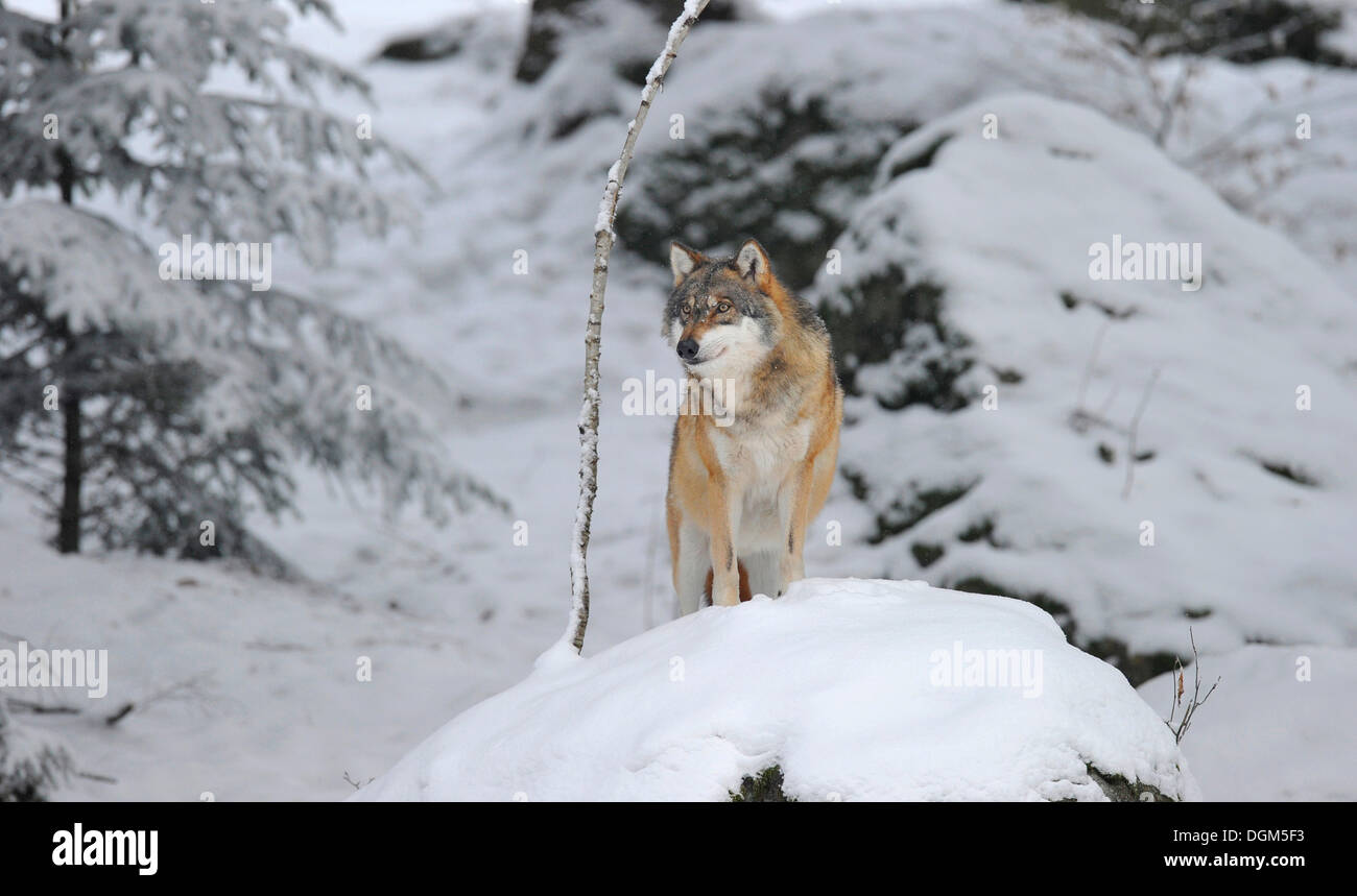 Mackenzie Valley Wolf, Canadian Timberwolf (Canis lupus occidentalis ...