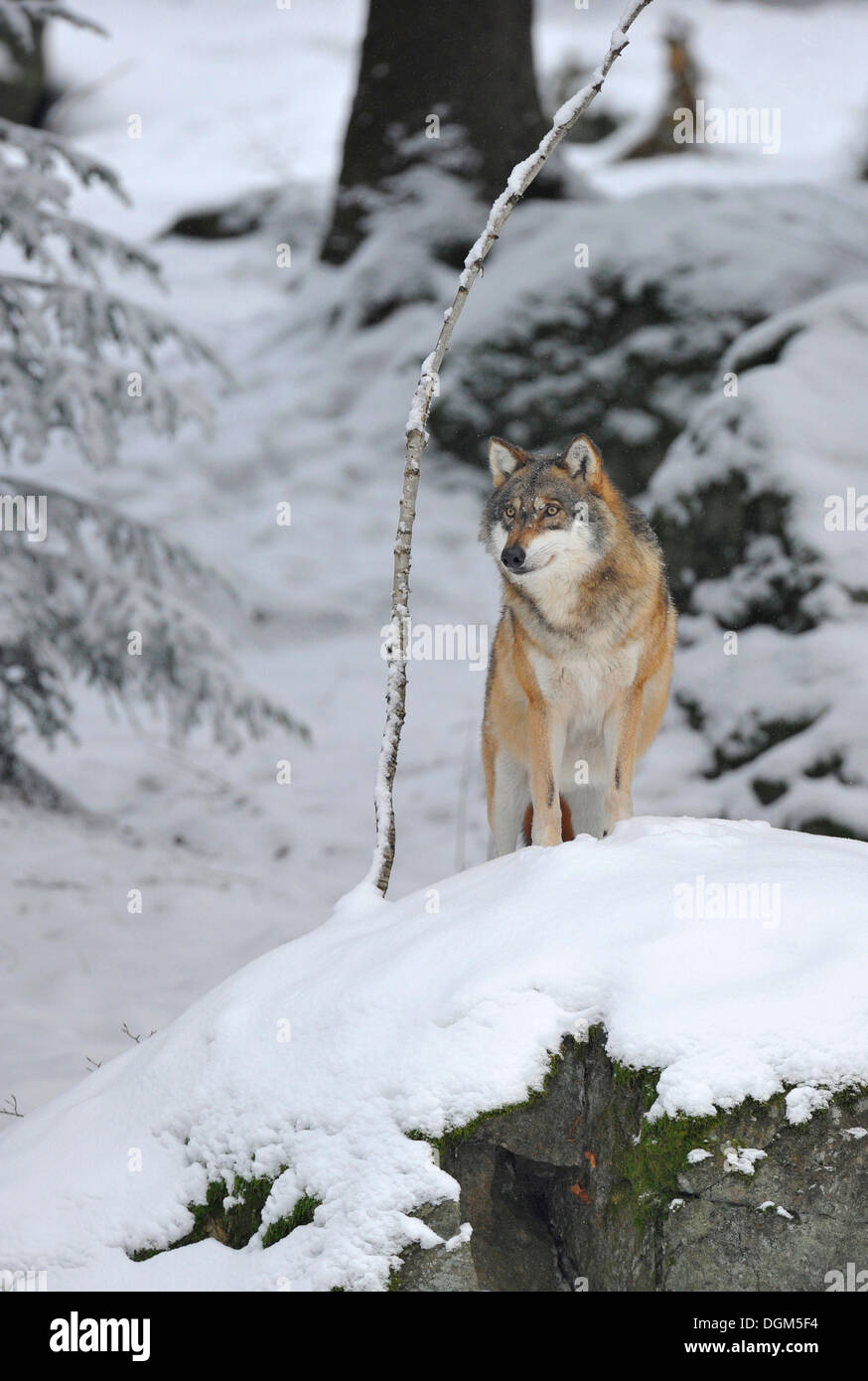 Mackenzie Valley Wolf, Canadian Timberwolf (Canis lupus occidentalis ...