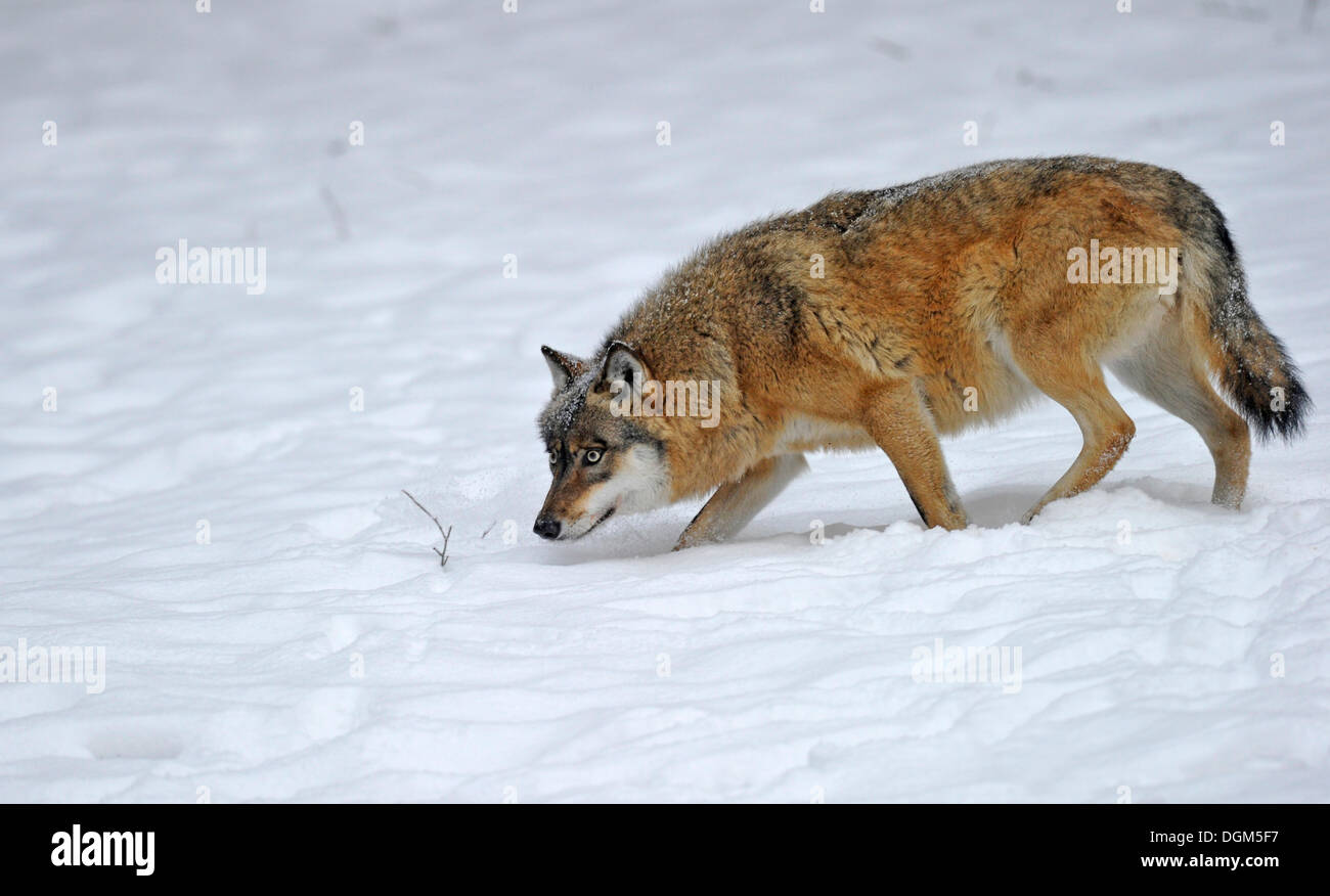 Mackenzie Valley Wolf, Canadian Timberwolf (Canis lupus occidentalis ...