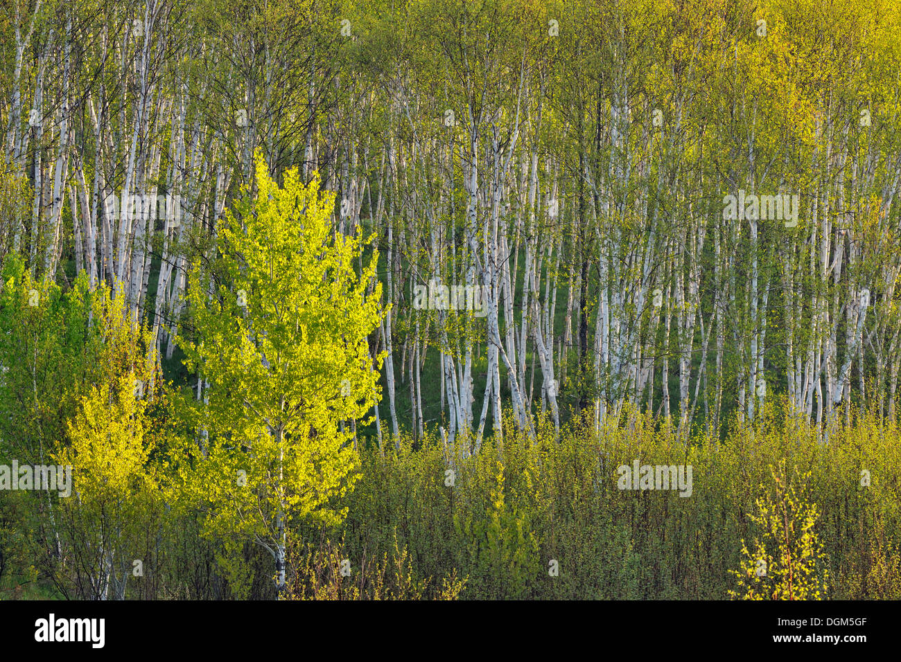 Alders and birch hi-res stock photography and images - Alamy