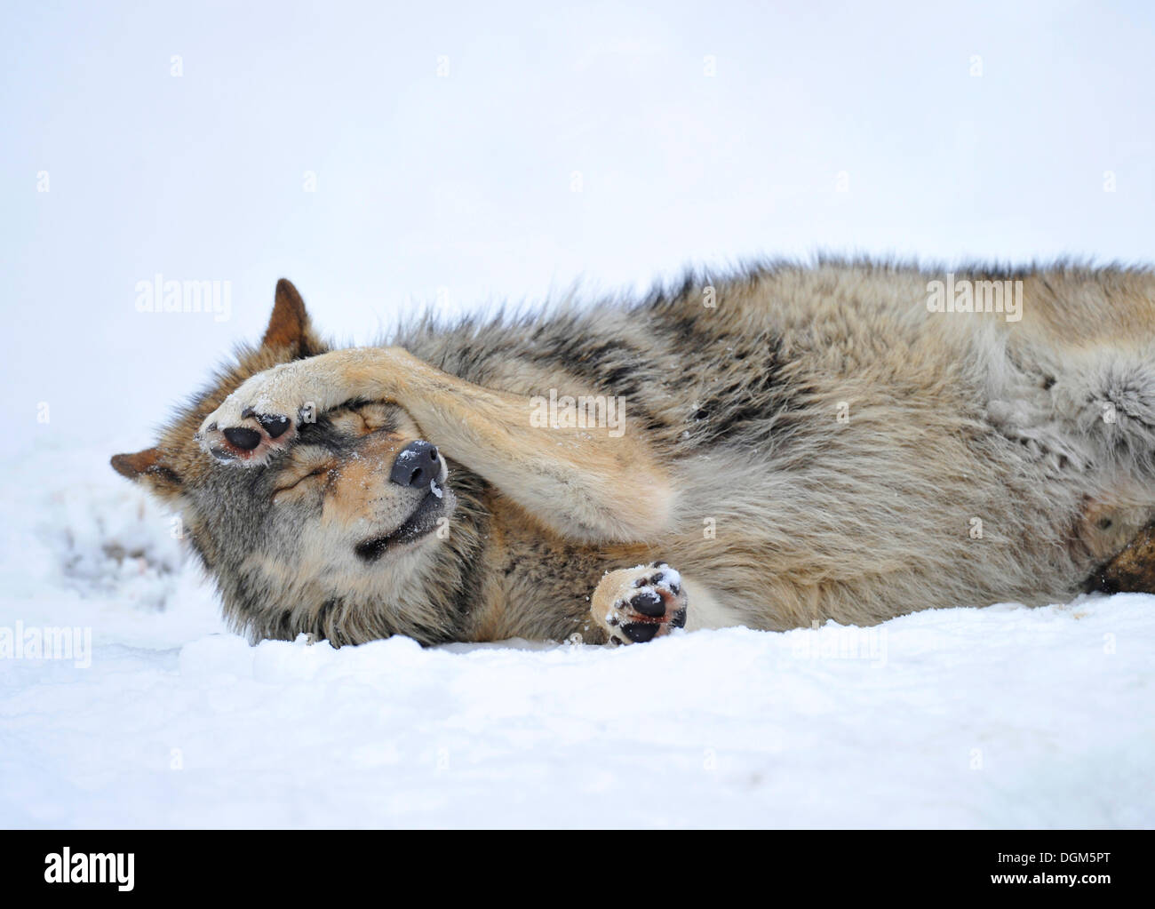 Mackenzie Valley Wolf High Resolution Stock Photography and Images - Alamy