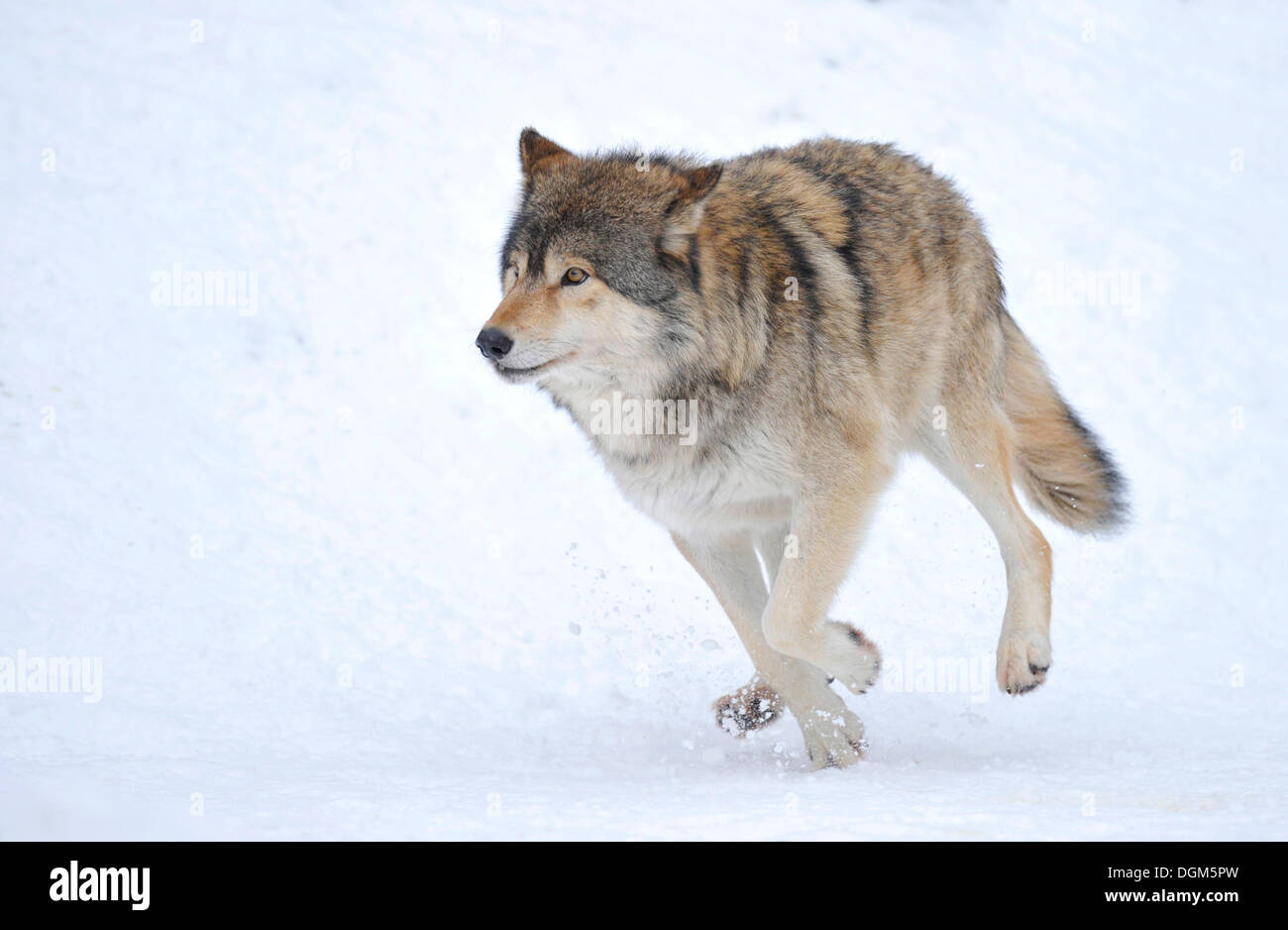 Mackenzie Valley Wolf, Canadian Timberwolf (Canis lupus occidentalis ...
