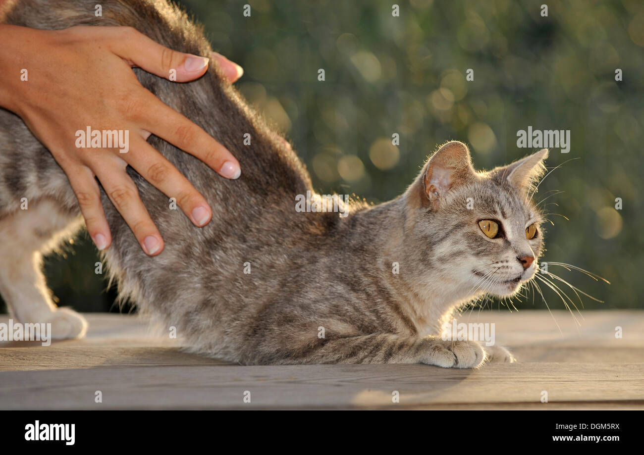Love of animals, hands stroking tabby cat, Dolcedo, Riviera dei Fiori ...