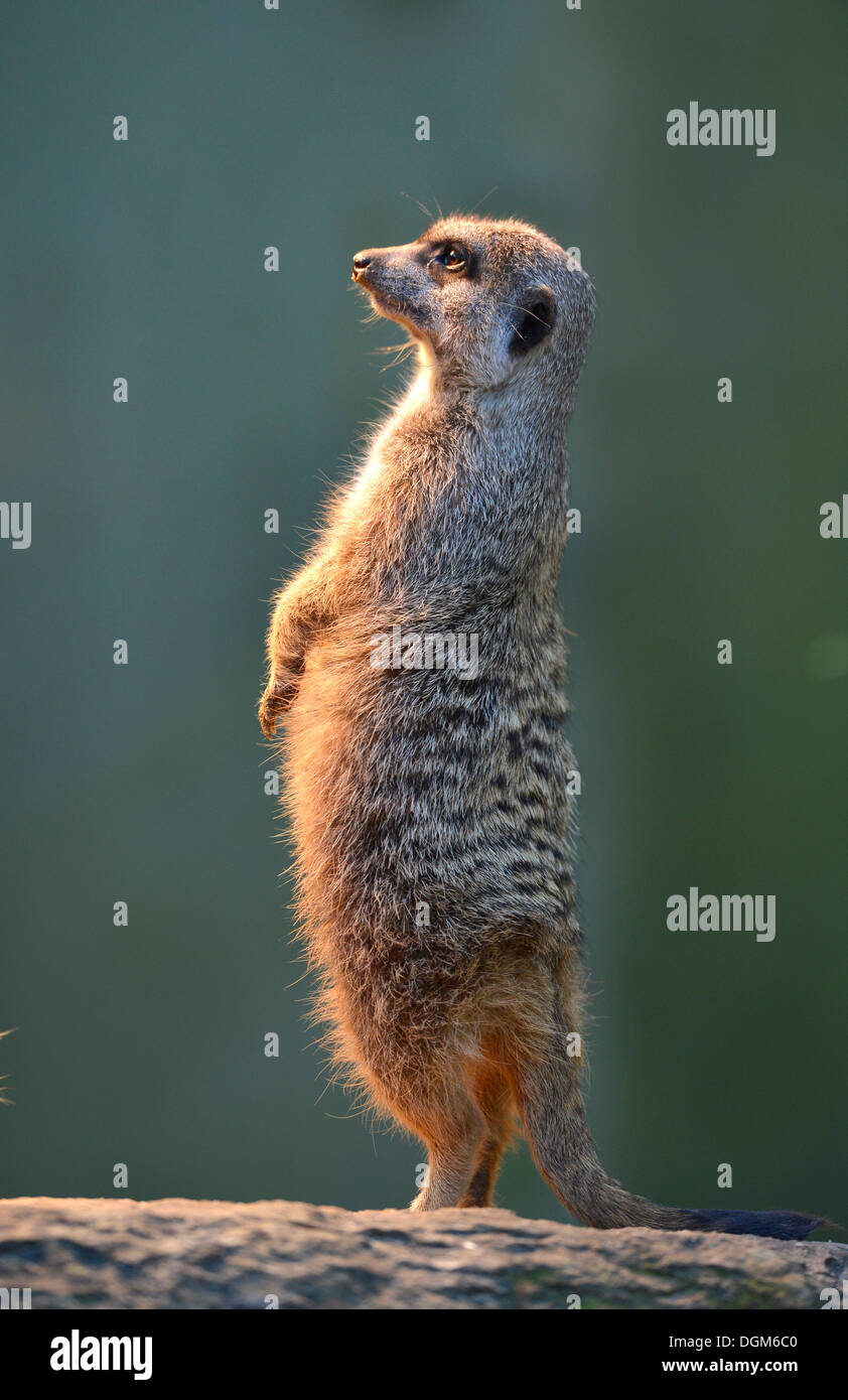 Meerkat or Surikate (Suricata suricatta), occurrence in Africa, captive ...