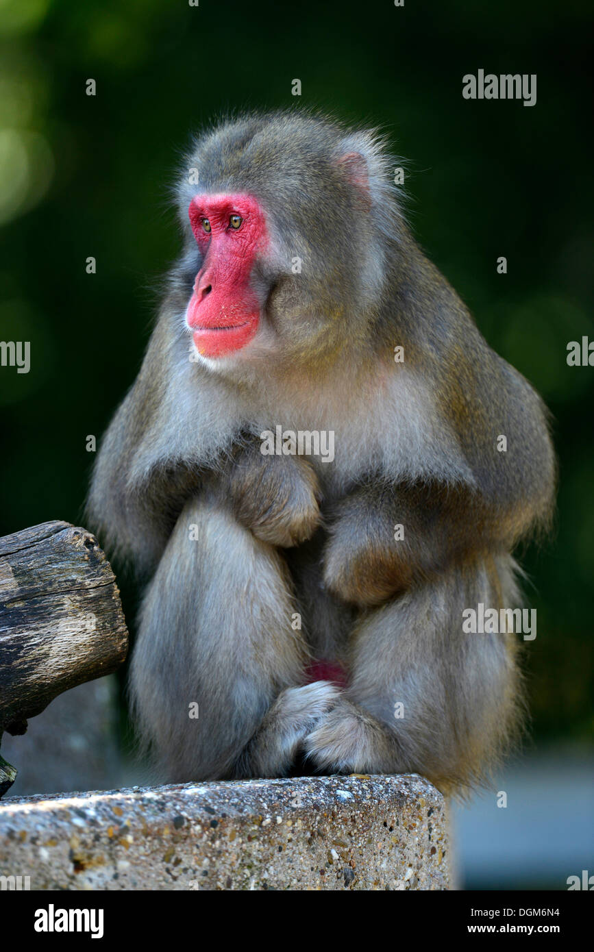 Japanese Macaque or Nihonzaru (Macaca fuscata), native to Japan, in ...